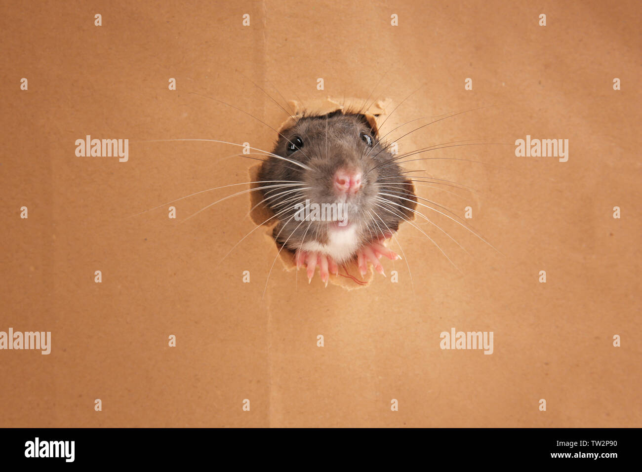 Rat hole hi-res stock photography and images - Alamy