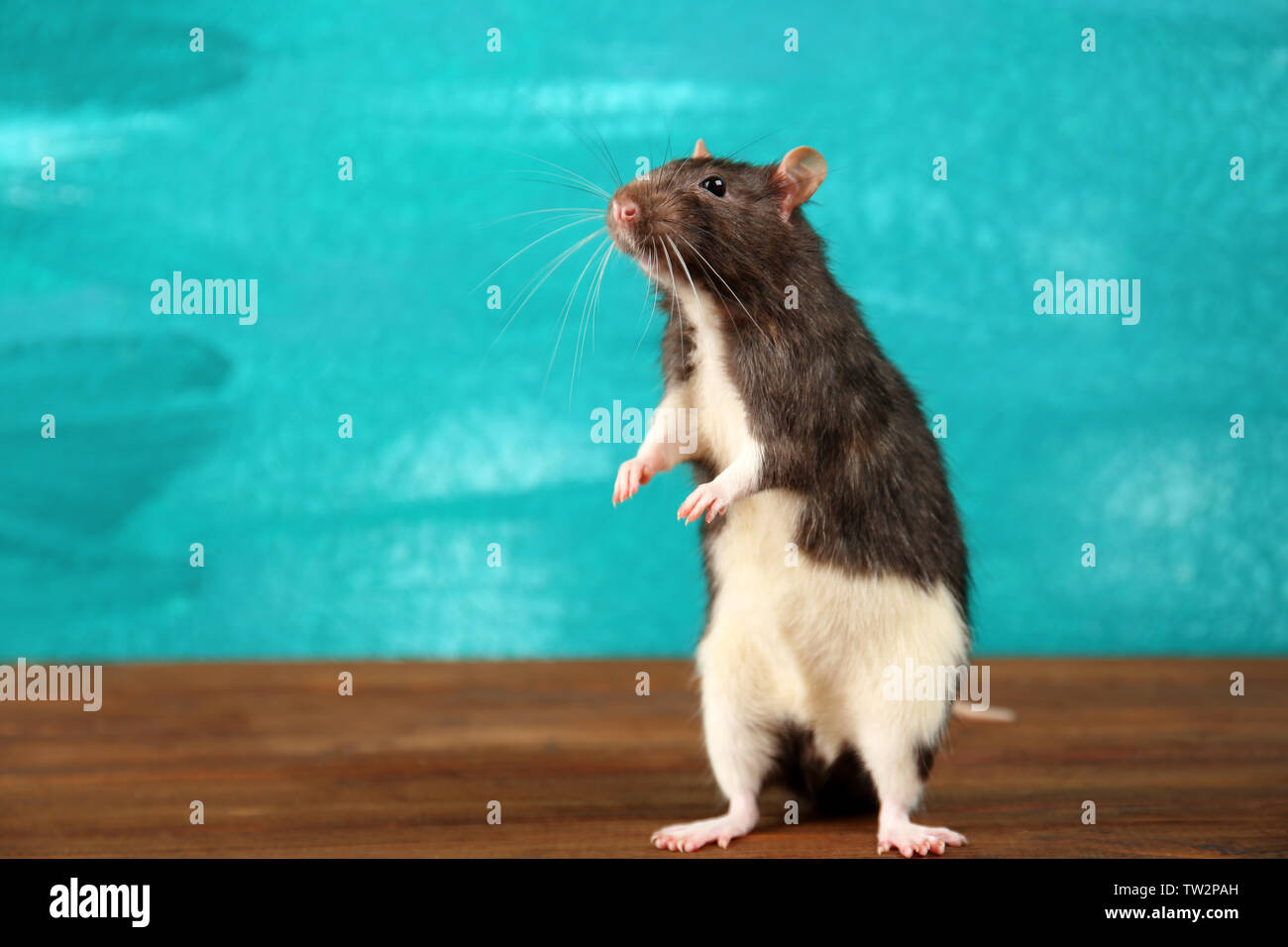 Cute funny rat on wooden table against color background Stock Photo - Alamy