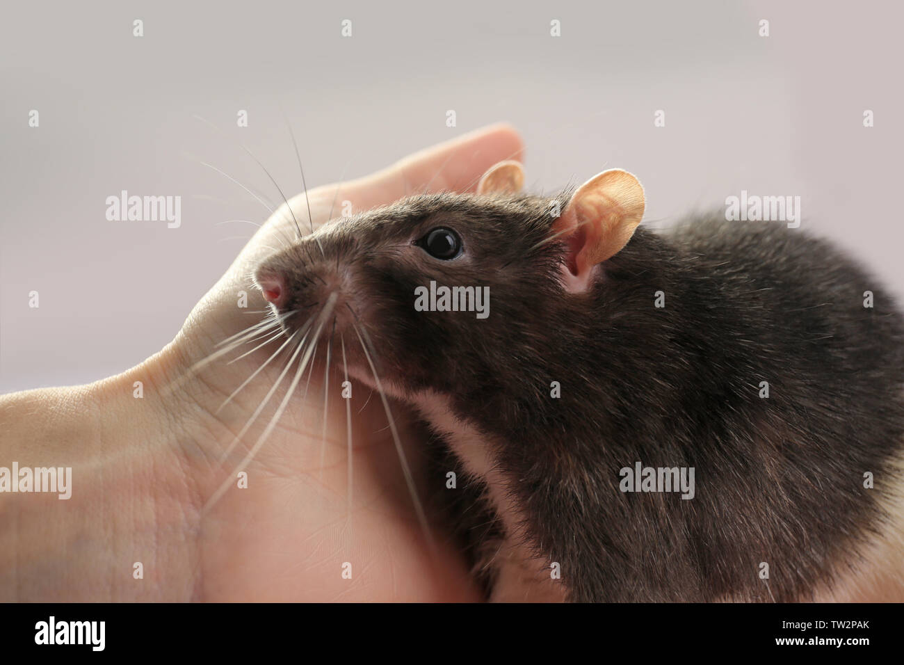 Rats playing hi-res stock photography and images - Alamy