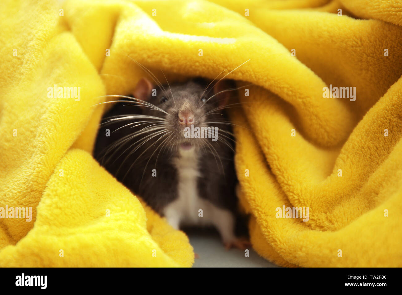 Cute funny rat hiding in plaid at home Stock Photo - Alamy