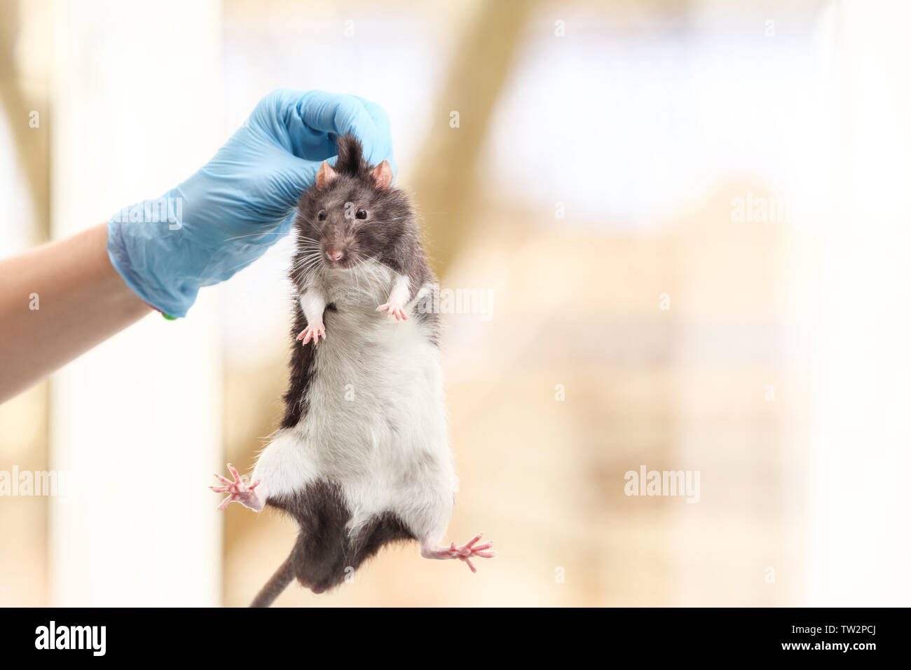 Lab rat hand hi-res stock photography and images - Alamy