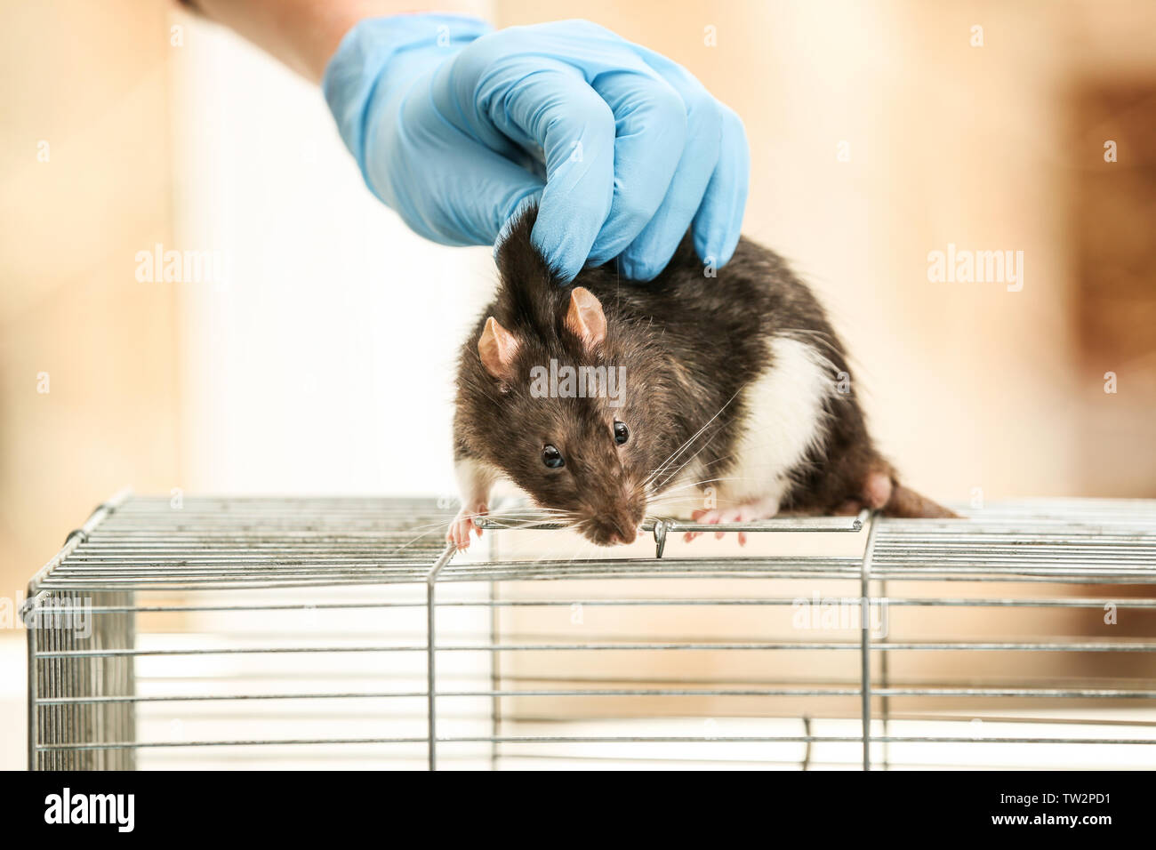 Hand of scientist with cute rat in laboratory Stock Photo - Alamy