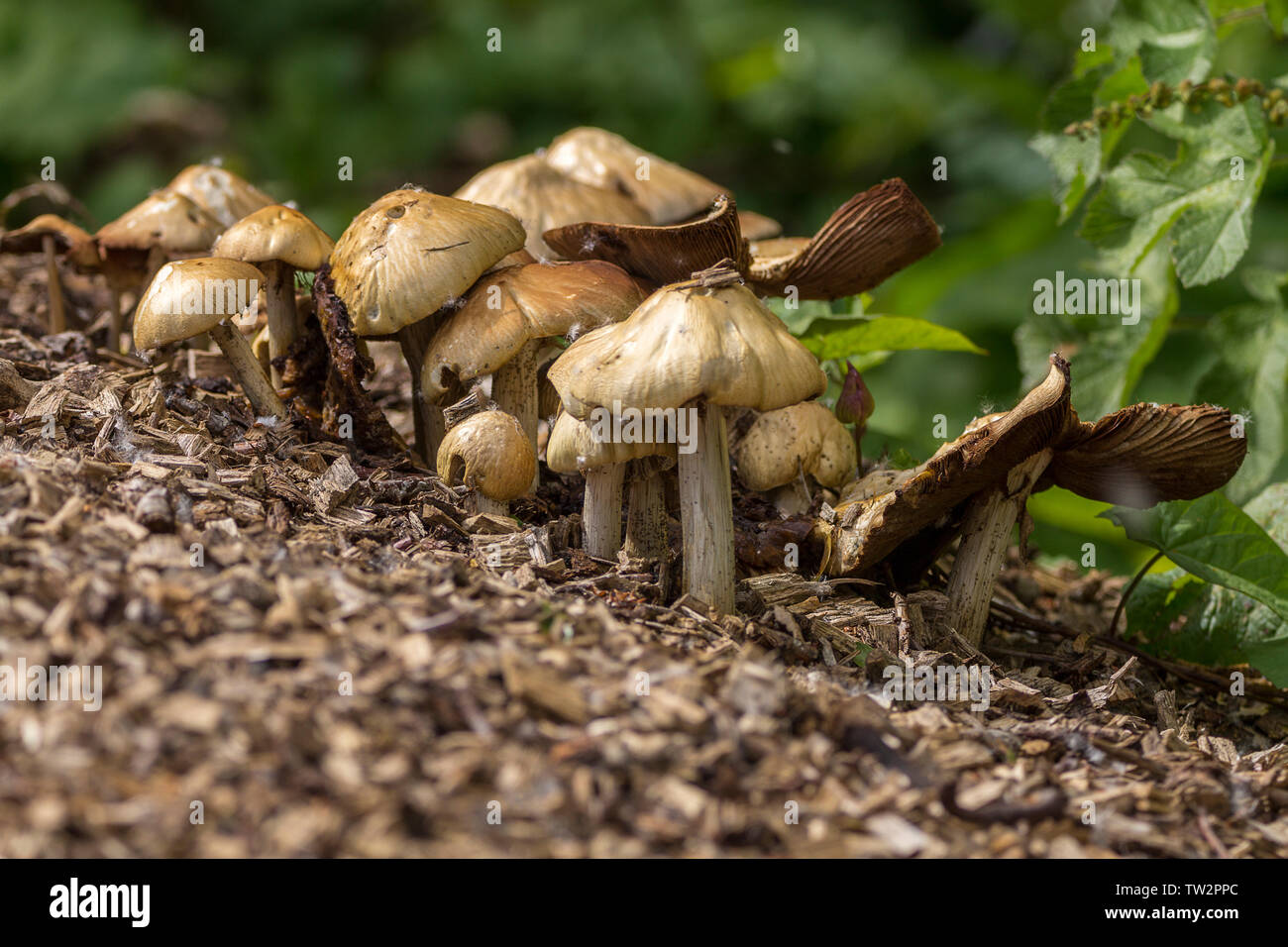 Creamy brown capped toadstools hi-res stock photography and images - Alamy