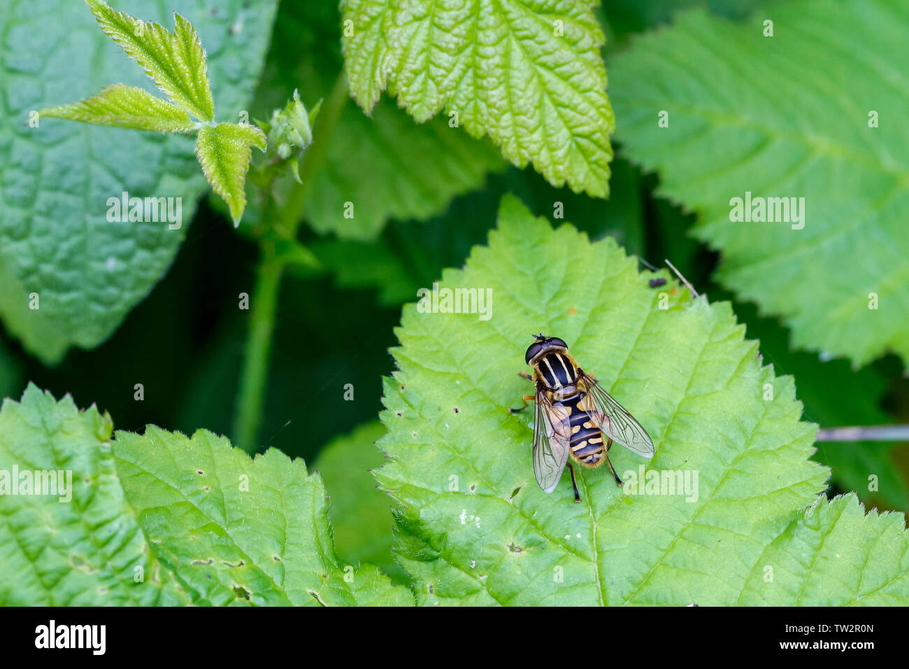 Hover fly sunbathing on nettles hi-res stock photography and images - Alamy