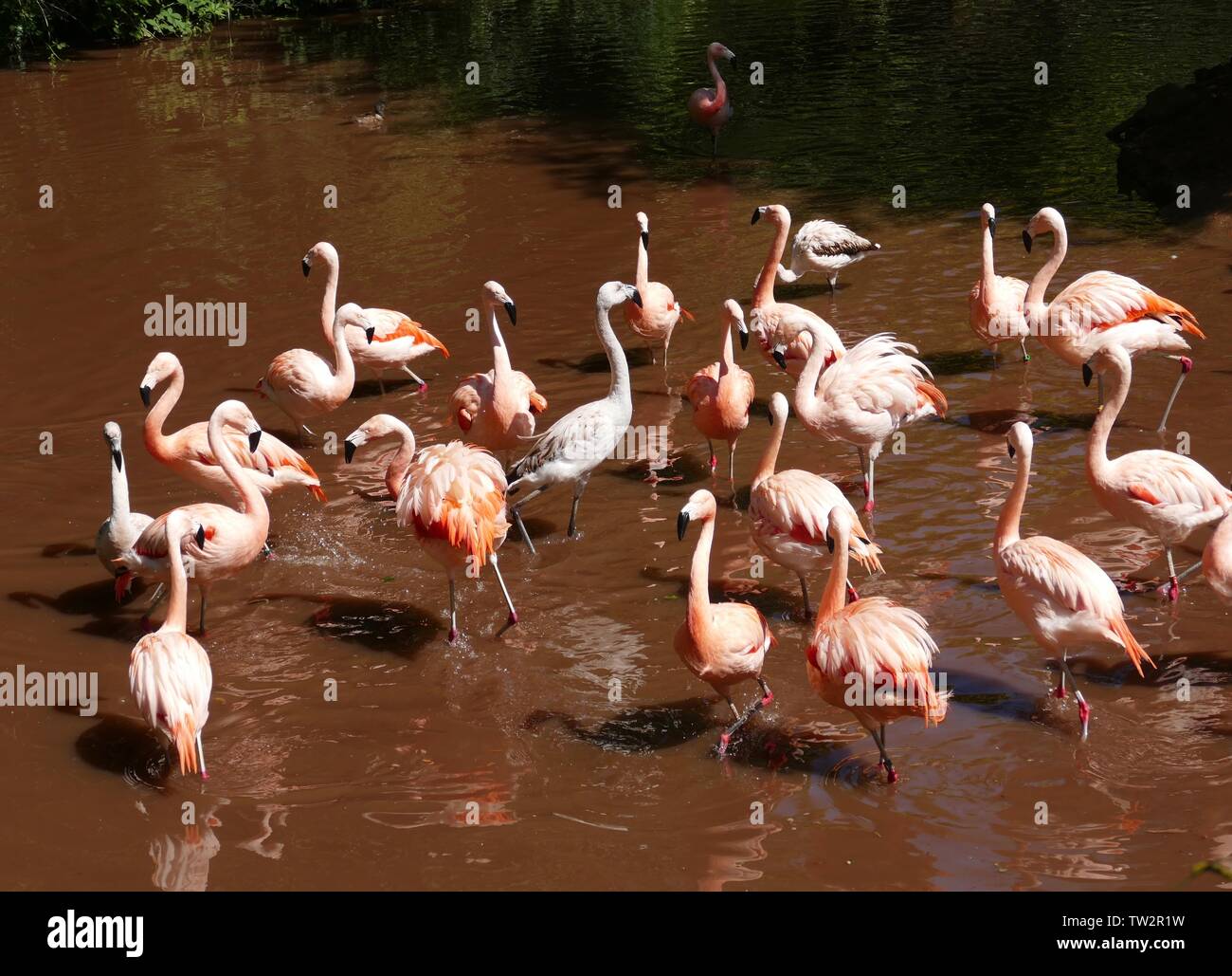 Flamingo colonies hi-res stock photography and images - Alamy