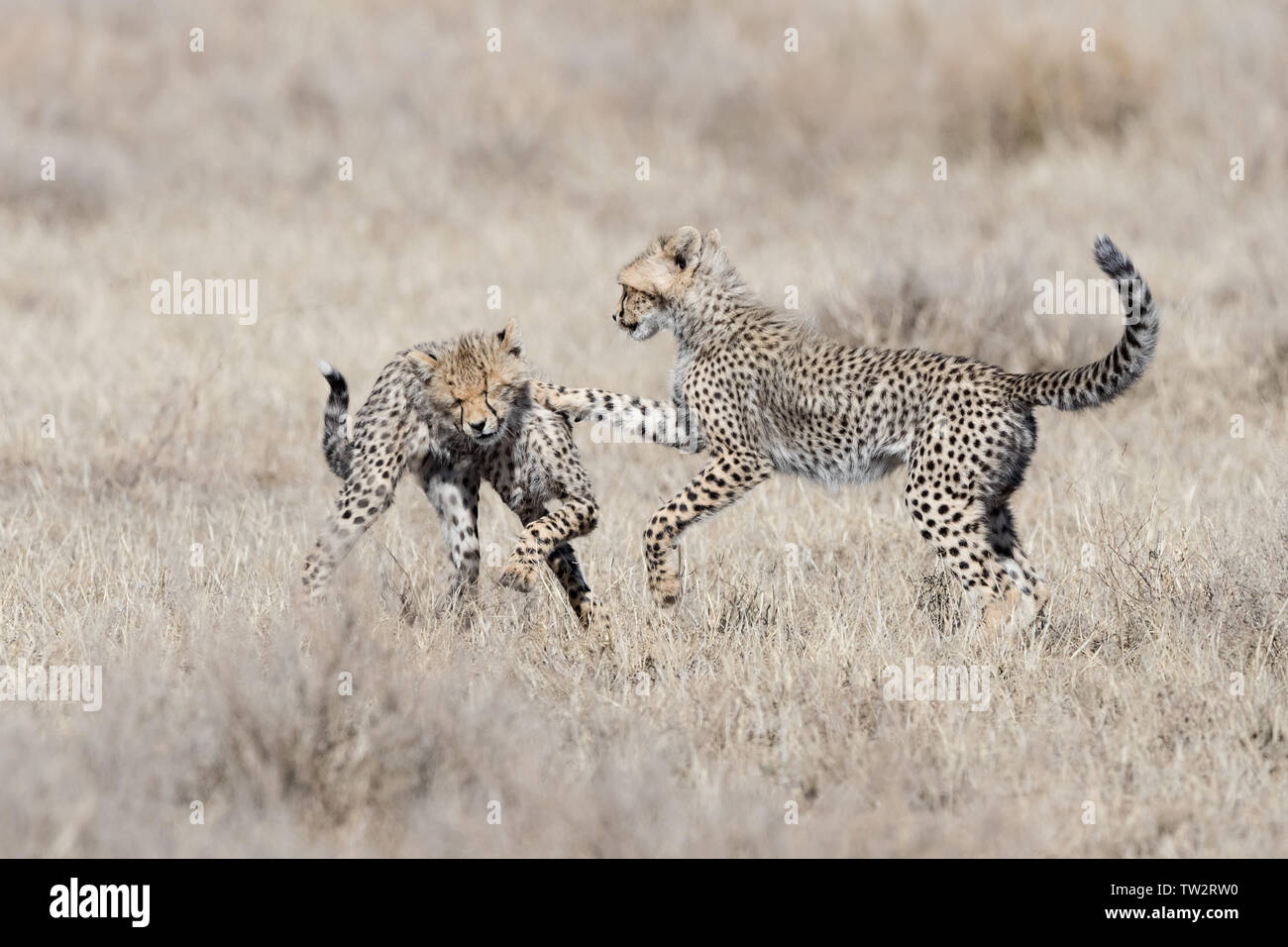 Cheetah fighting hi-res stock photography and images - Alamy