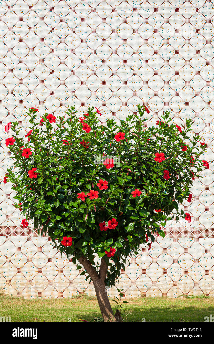 Green Tree in the shape of a heart. Shorn bush with red flowers in the ...
