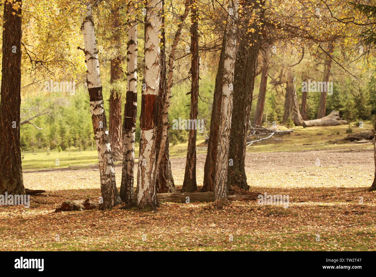 Golden Autumn Kanas grasses Stock Photo - Alamy