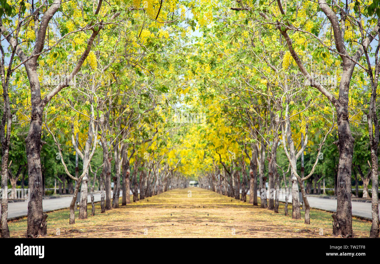 Cassia tree hi-res stock photography and images - Alamy