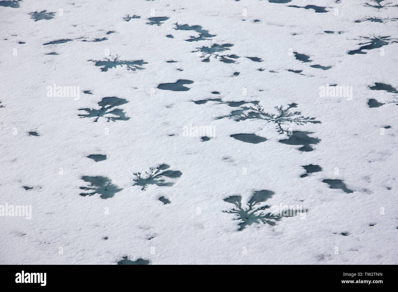 Aerial view of seal holes in sea ice, with meltwater making patterns on ...