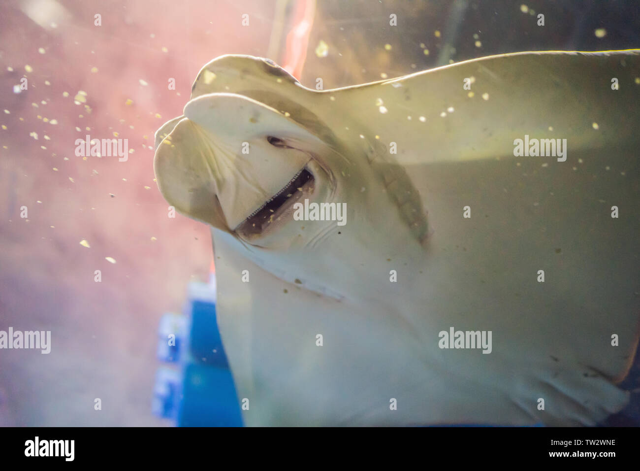 Large electric ramp with a long sharp tail and several small black and ...