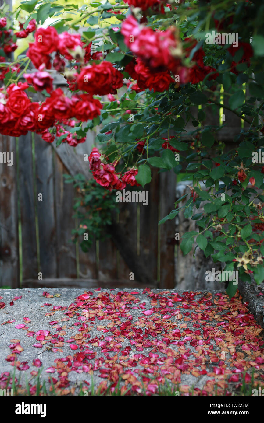 Fallen red rose petal after the rain hi-res stock photography and ...