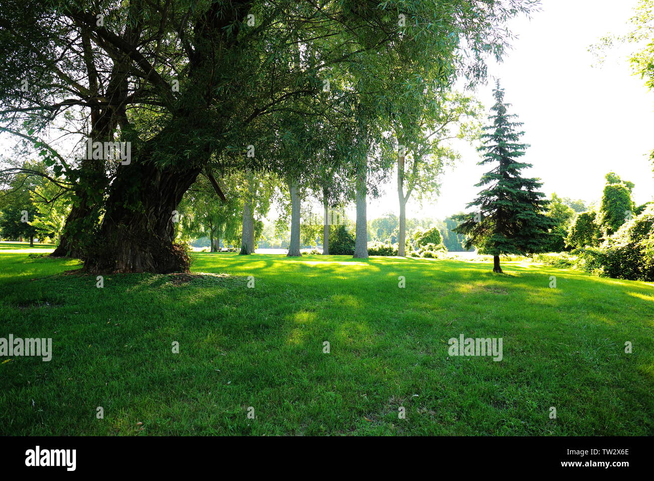 Photo of park with focal points being a large deciduous tree on the ...
