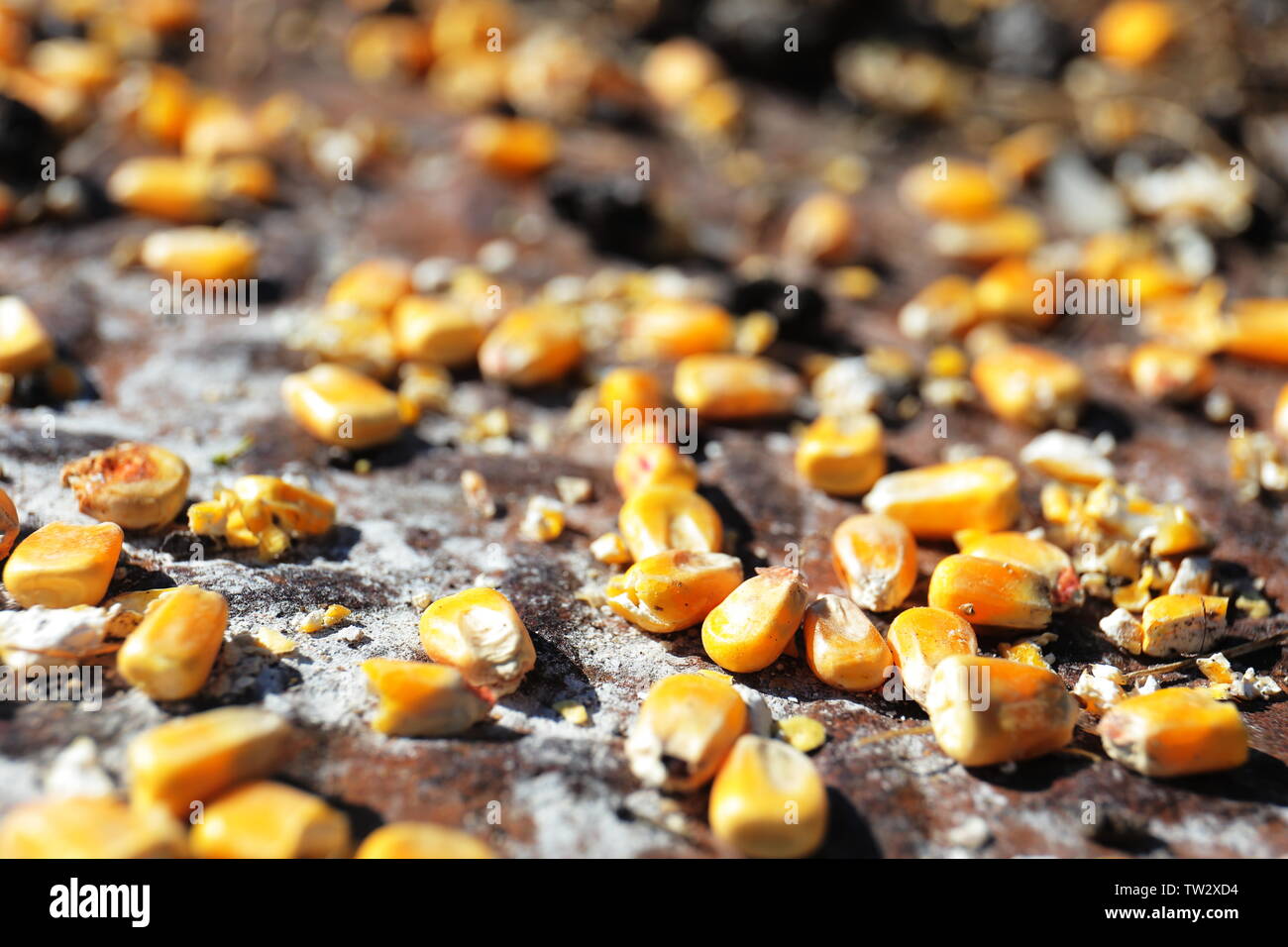 Closeup of corn kernels on a metal surface Stock Photo - Alamy