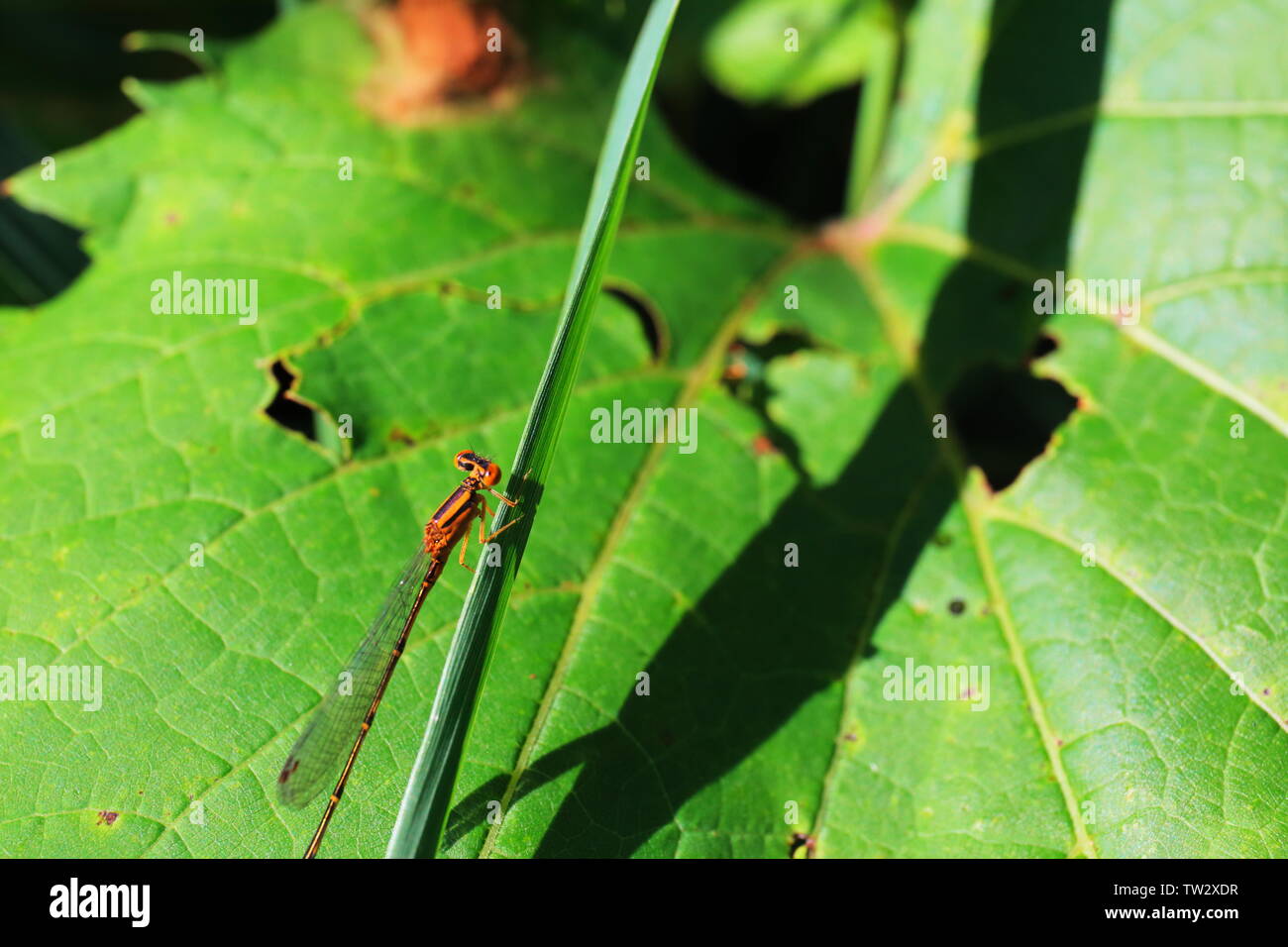 Orange Damselfly resting on a blade of grass with grapevine leaf in ...