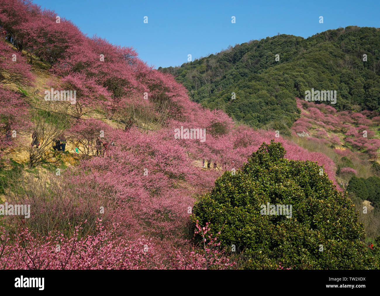 Meishan village hi-res stock photography and images - Alamy