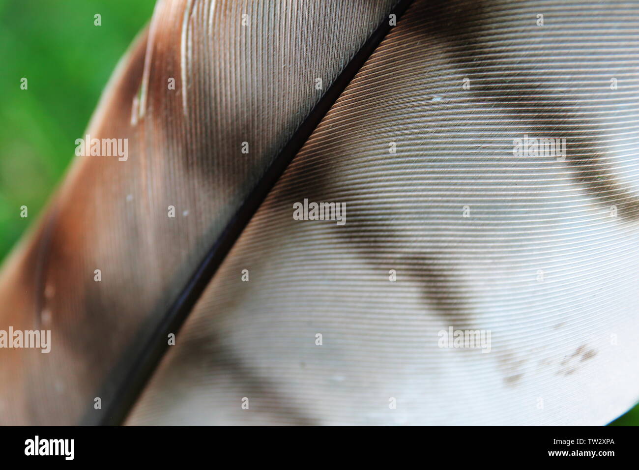 Closeup of a primary (flight) feather of a red-tailed hawk Stock Photo ...