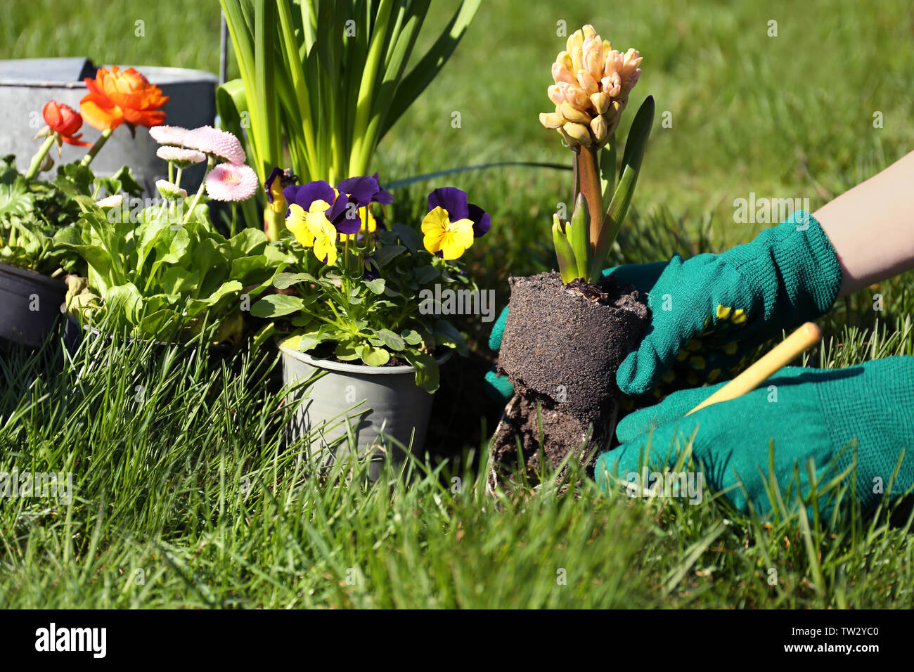 Woman planting flowers in garden Stock Photo - Alamy