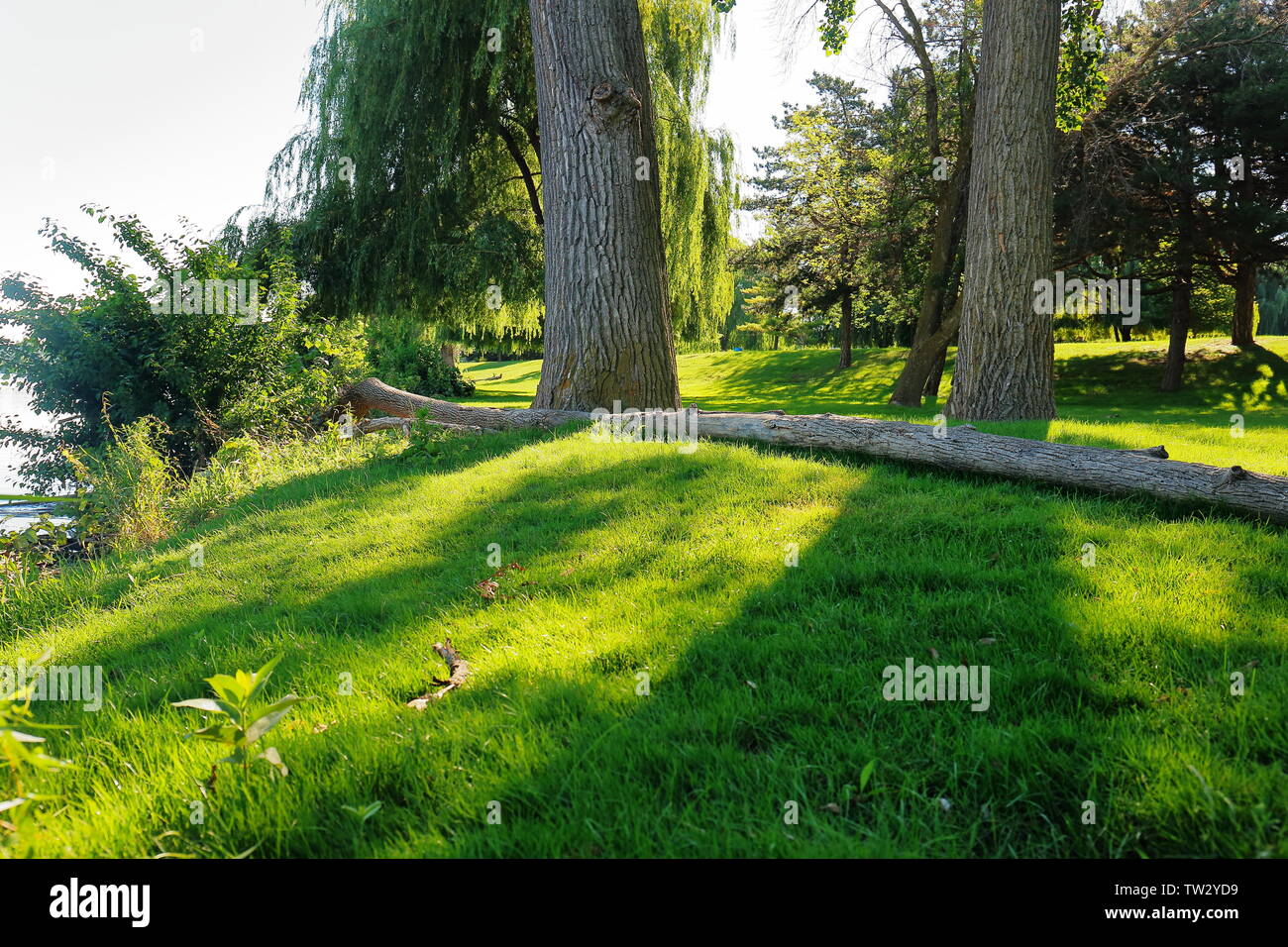 Fallen tree in a park in front of of two larger trees Stock Photo - Alamy
