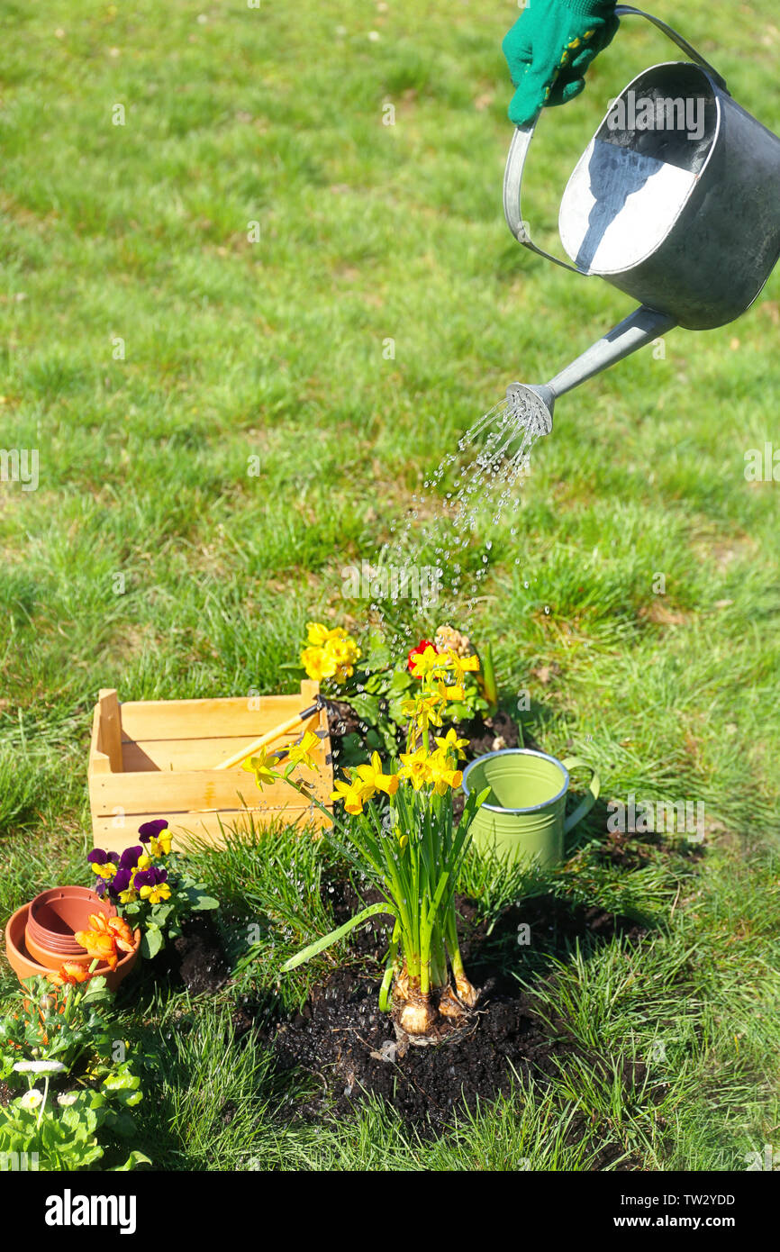 Watering flowers in garden Stock Photo - Alamy