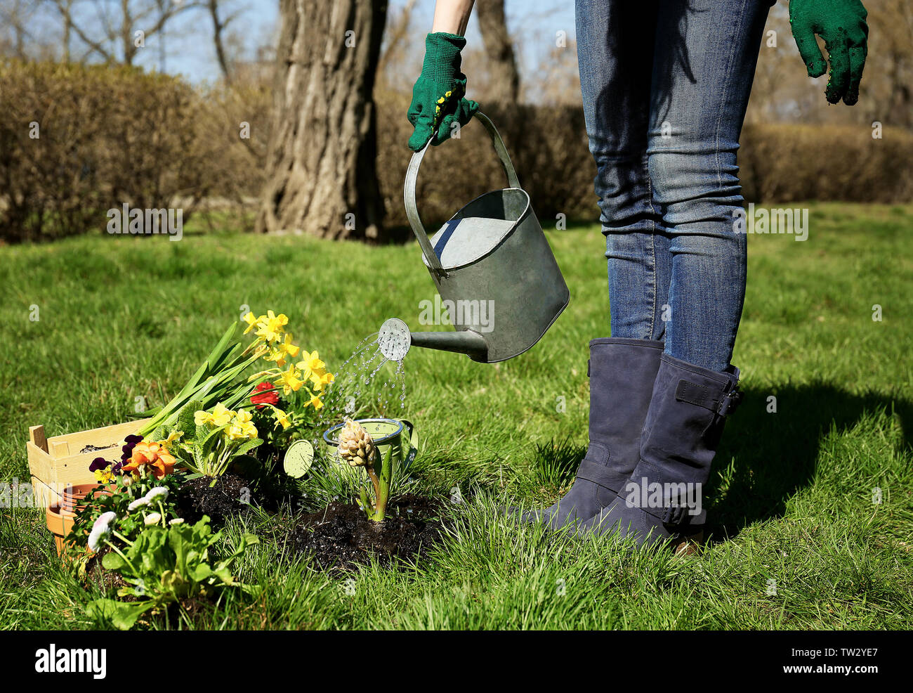 Woman watering pansy flowers hi-res stock photography and images - Alamy