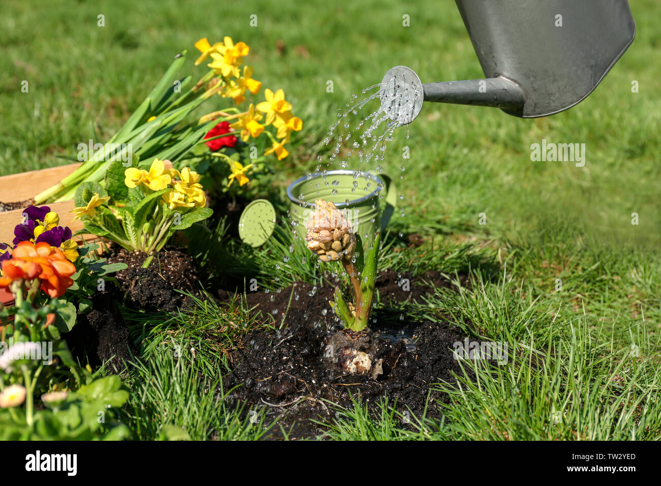 Watering flowers in garden, closeup Stock Photo - Alamy