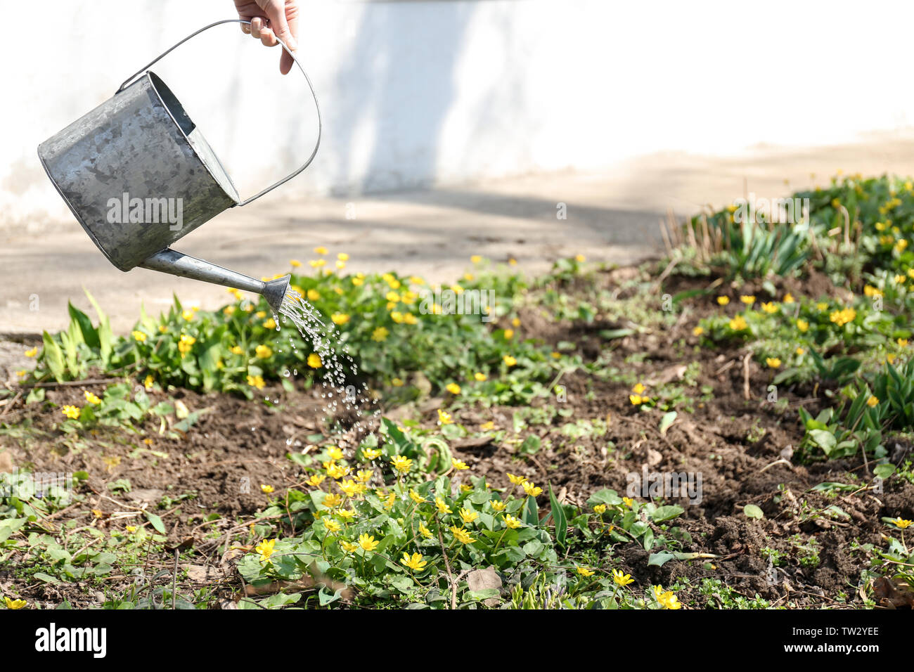 Watering flowers in garden Stock Photo - Alamy