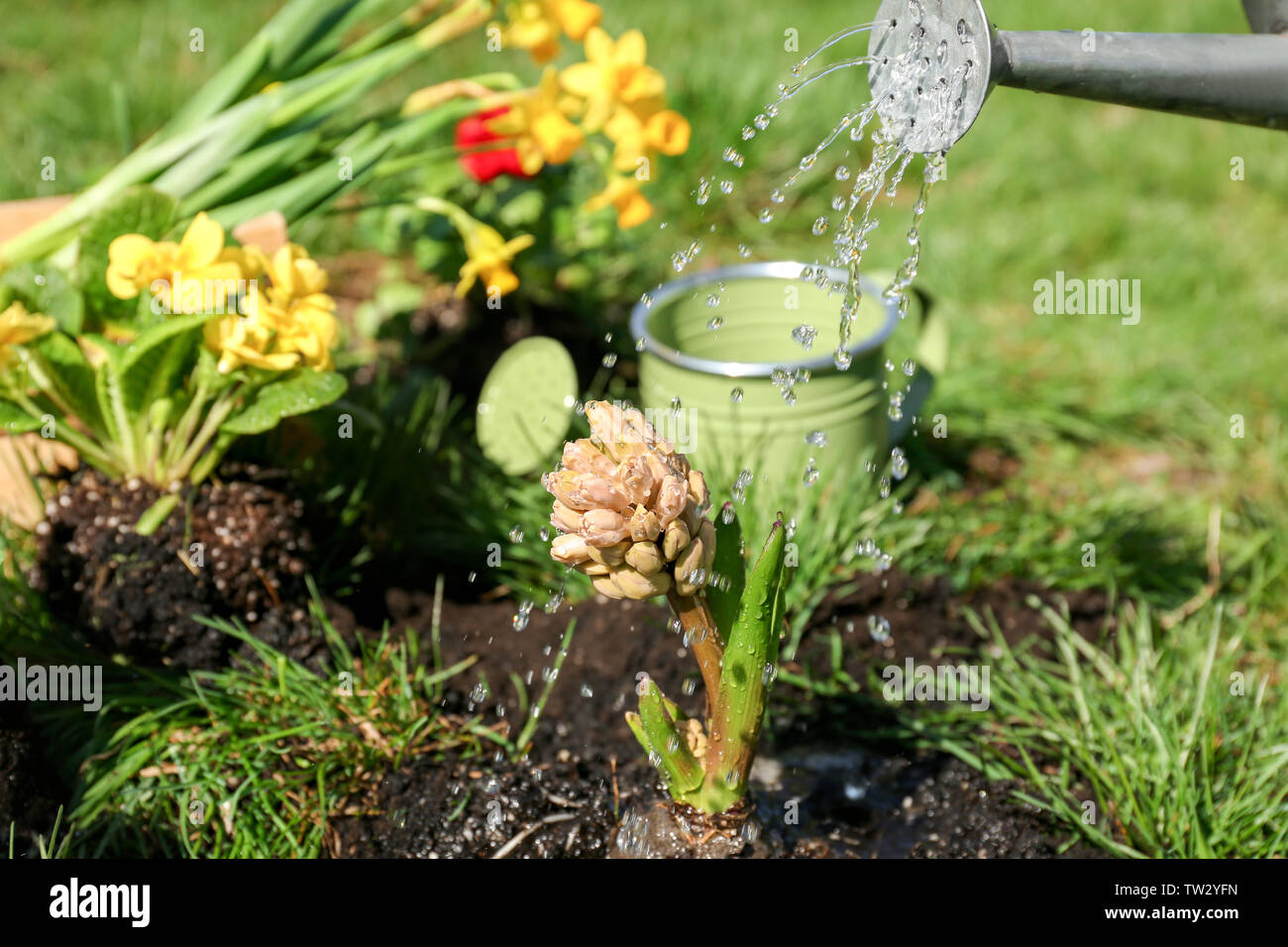 Watering flowers in garden, closeup Stock Photo - Alamy
