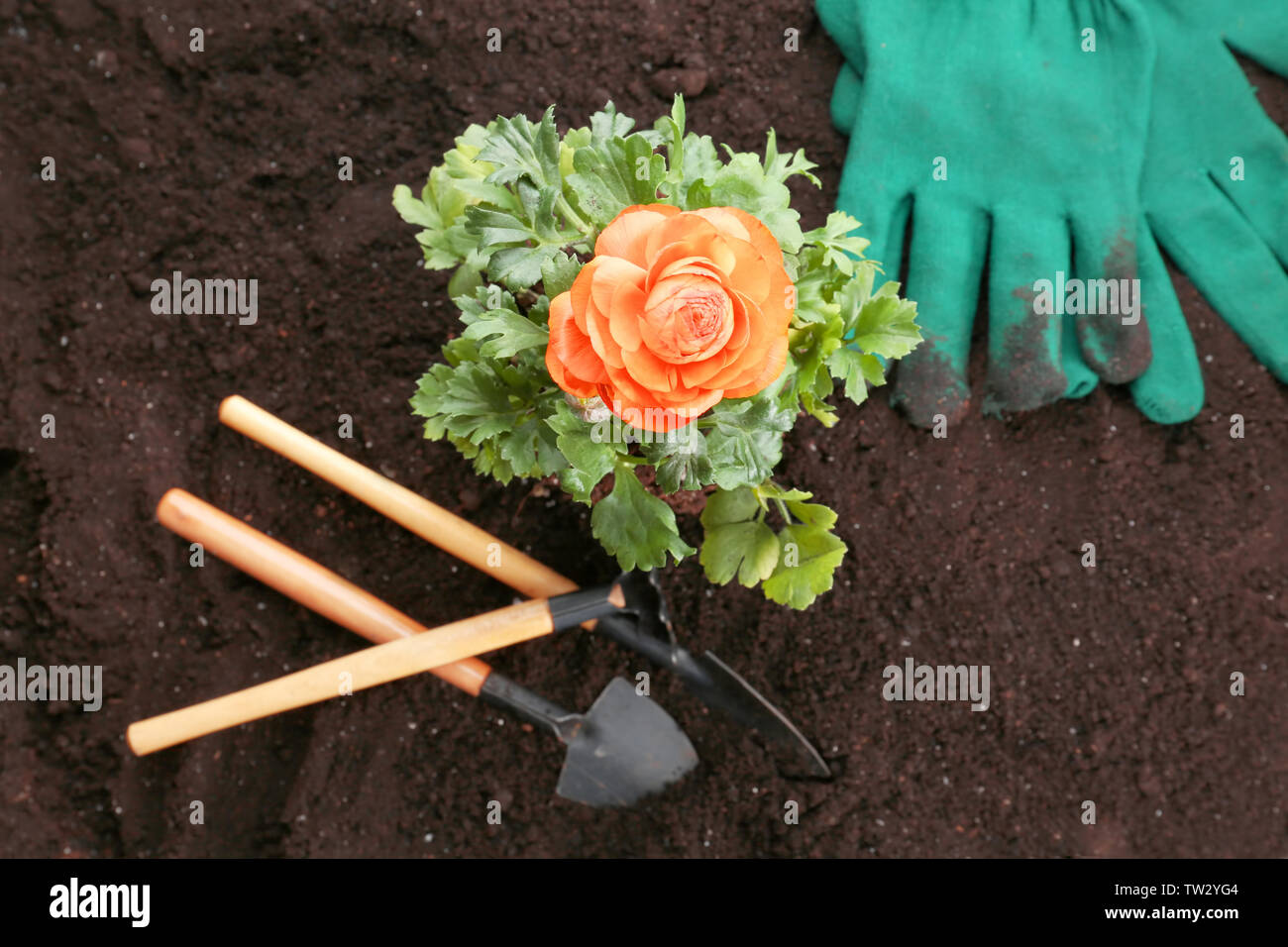 Beautiful ranunculus flower and gardening tools on soil background ...