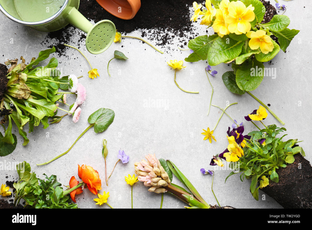 Composition of plants on light background Stock Photo - Alamy