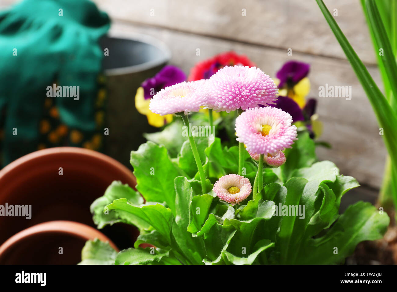 Beautiful flowers in pots, closeup Stock Photo - Alamy