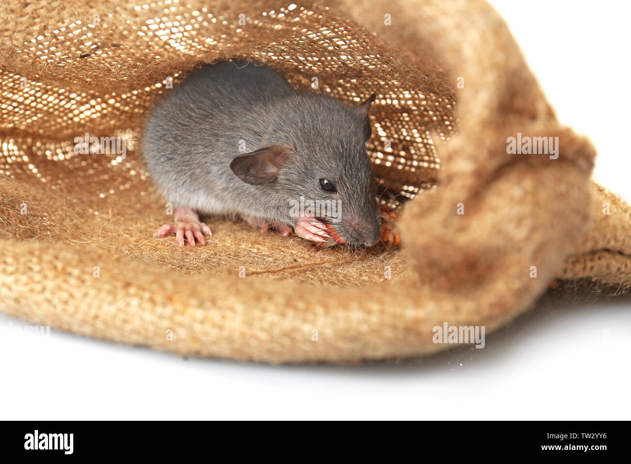 Cute funny rat in sack on white background, closeup Stock Photo - Alamy