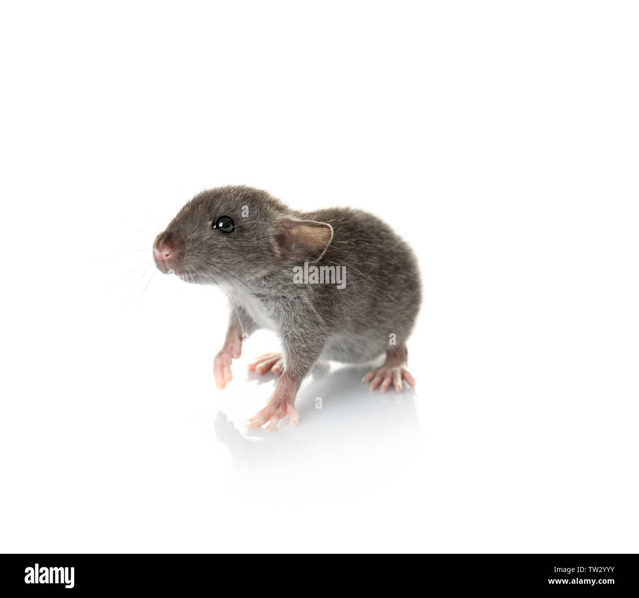 Cute funny rat on white background Stock Photo - Alamy