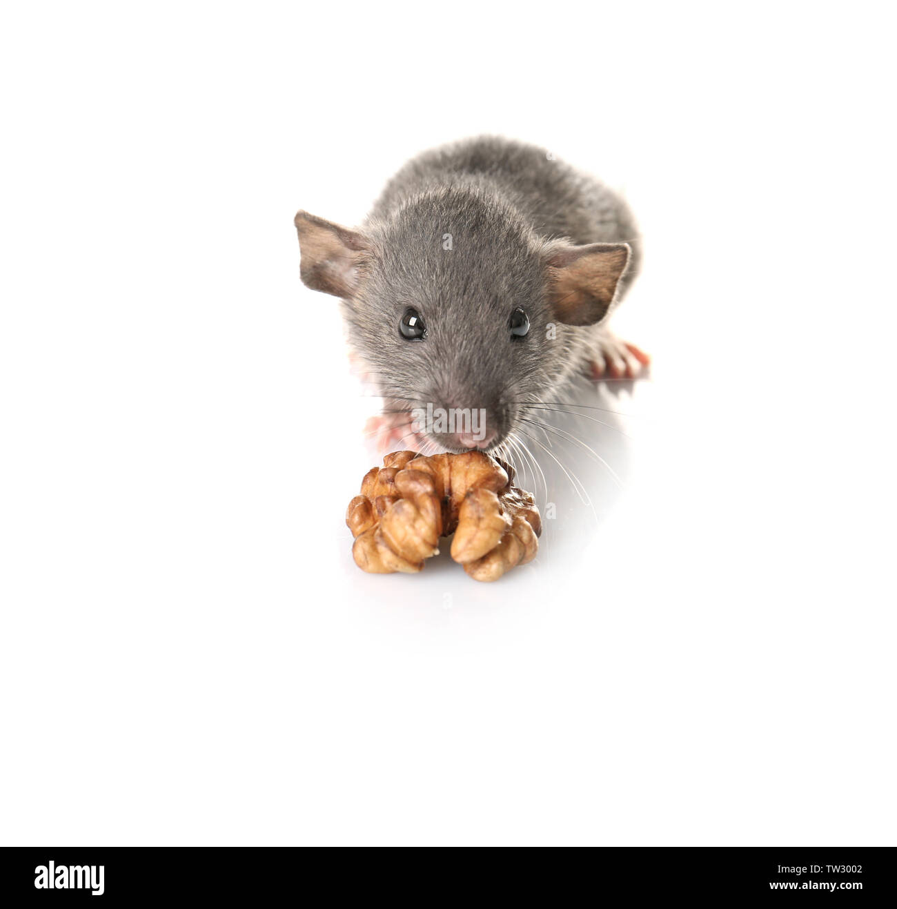 Rats eating Cut Out Stock Images & Pictures - Alamy