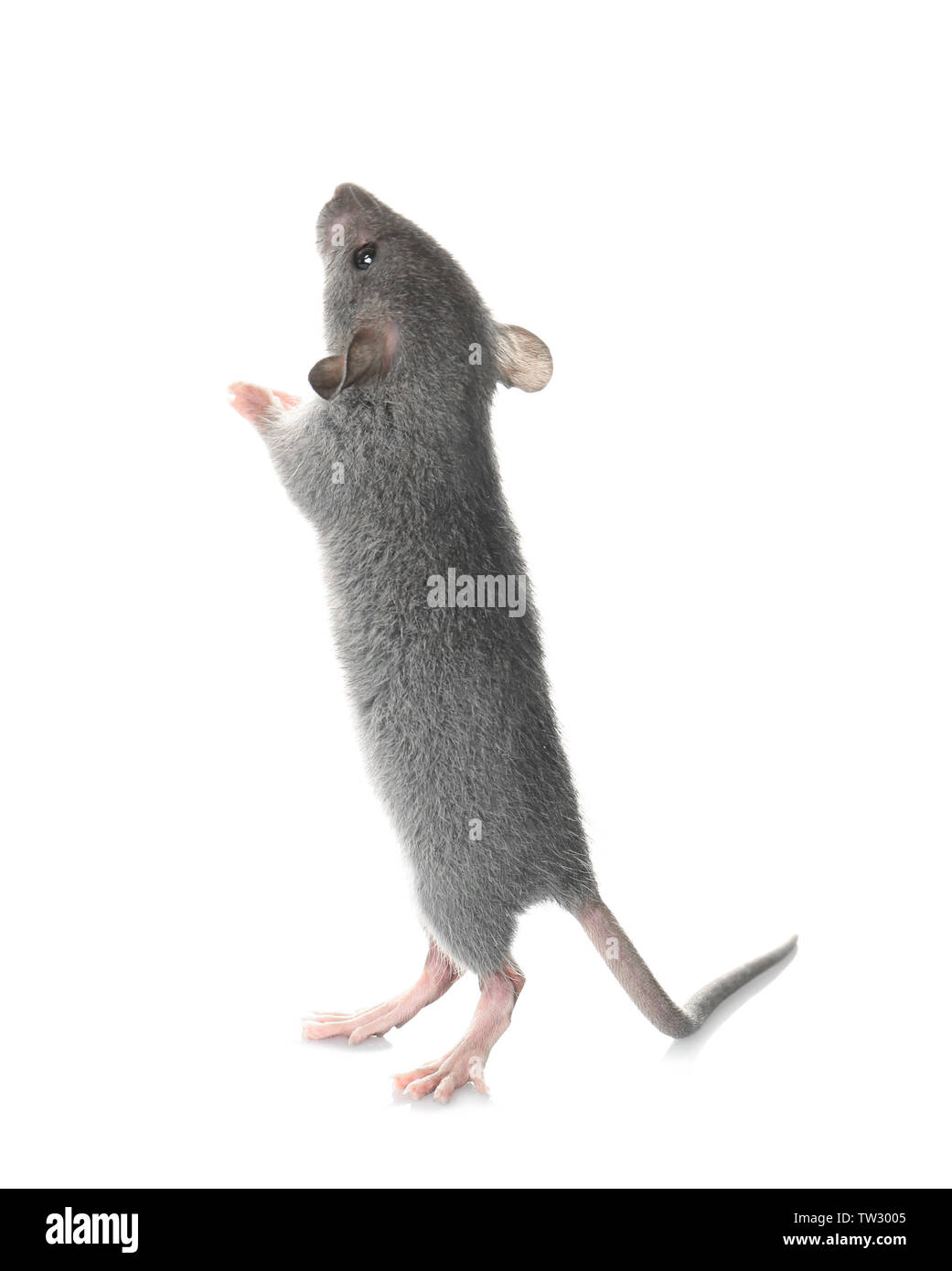 Cute funny rat on white background Stock Photo - Alamy