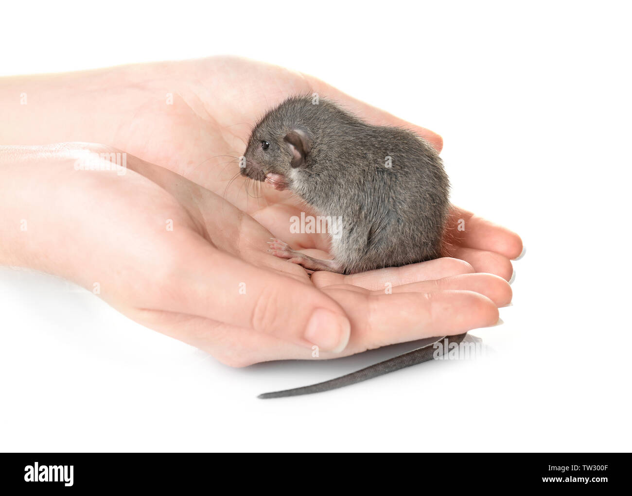 Female hands with cute funny rat on white background Stock Photo - Alamy