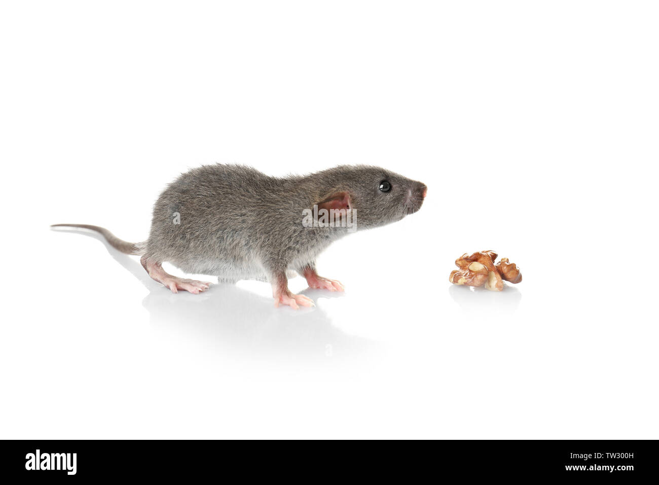 Cute funny rat on white background Stock Photo - Alamy