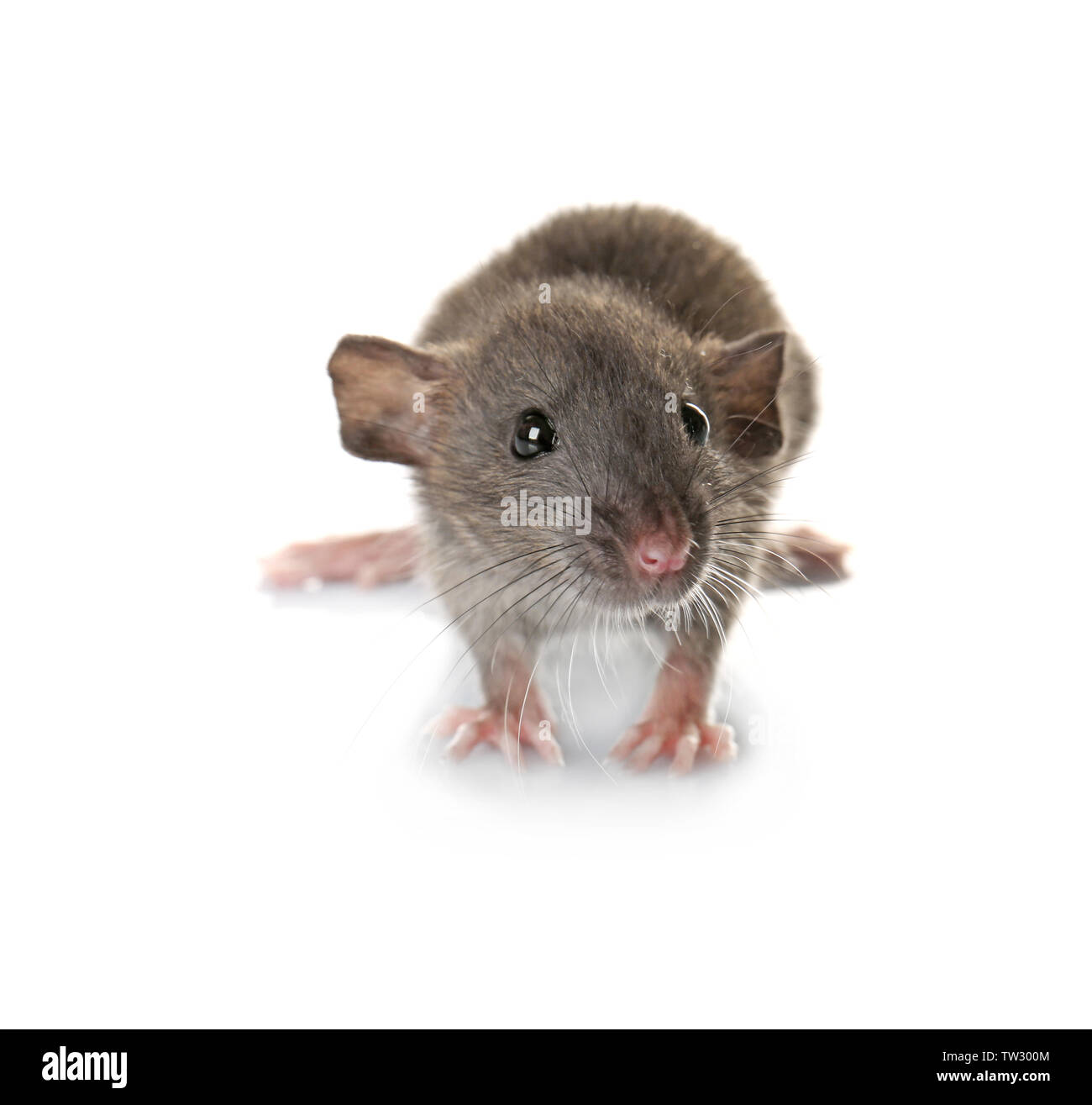 Cute funny rat on white background Stock Photo - Alamy