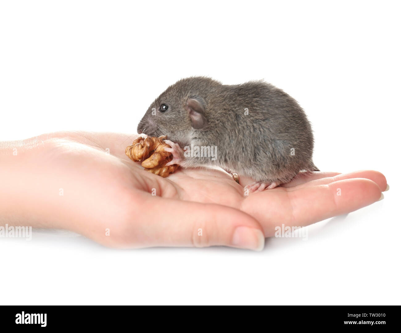 Funny white rat sitting on hi-res stock photography and images - Alamy