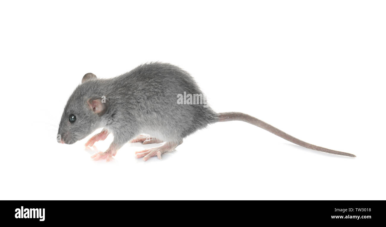 Cute funny rat on white background Stock Photo - Alamy