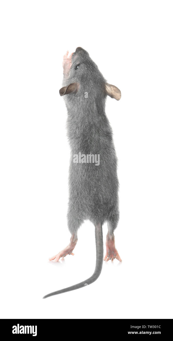 Cute funny rat on white background Stock Photo - Alamy