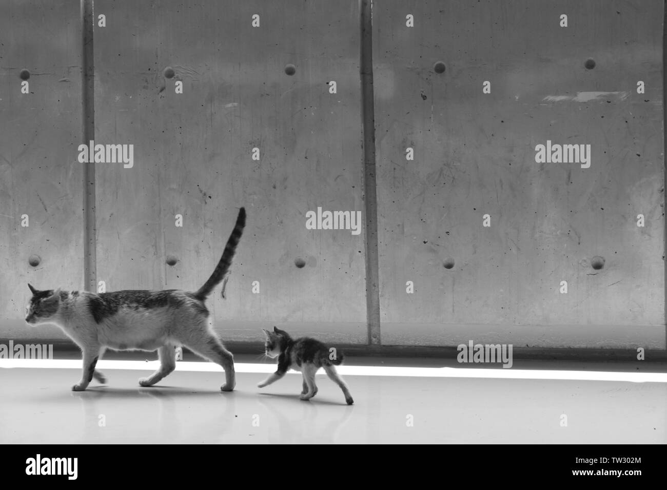 Playful kitten following mother cat Stock Photo - Alamy