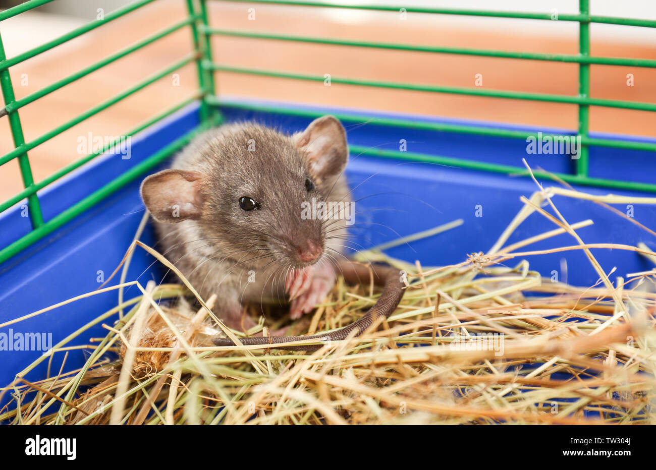 Cute funny rat in cage at home Stock Photo - Alamy