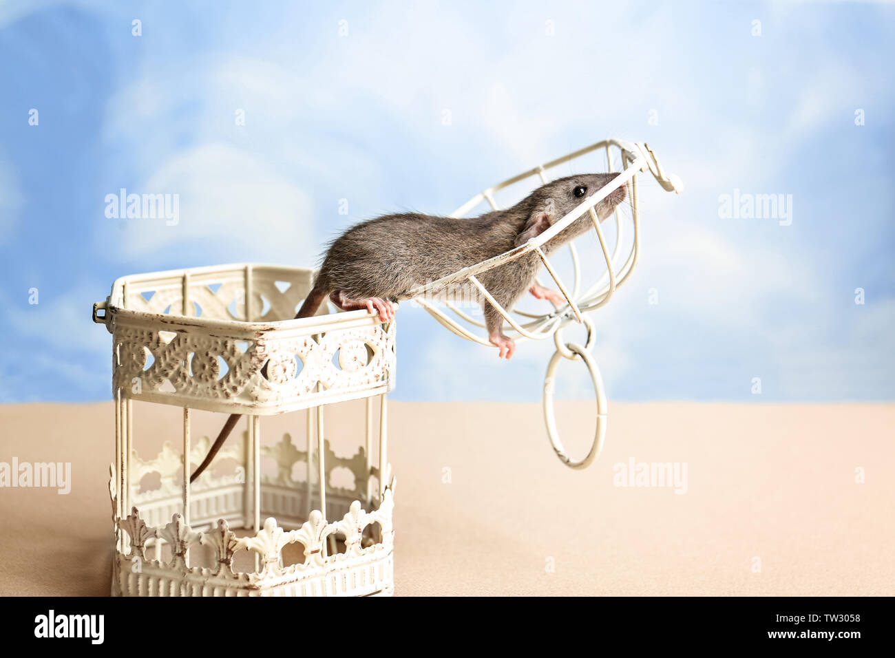 Open cage hi-res stock photography and images - Alamy