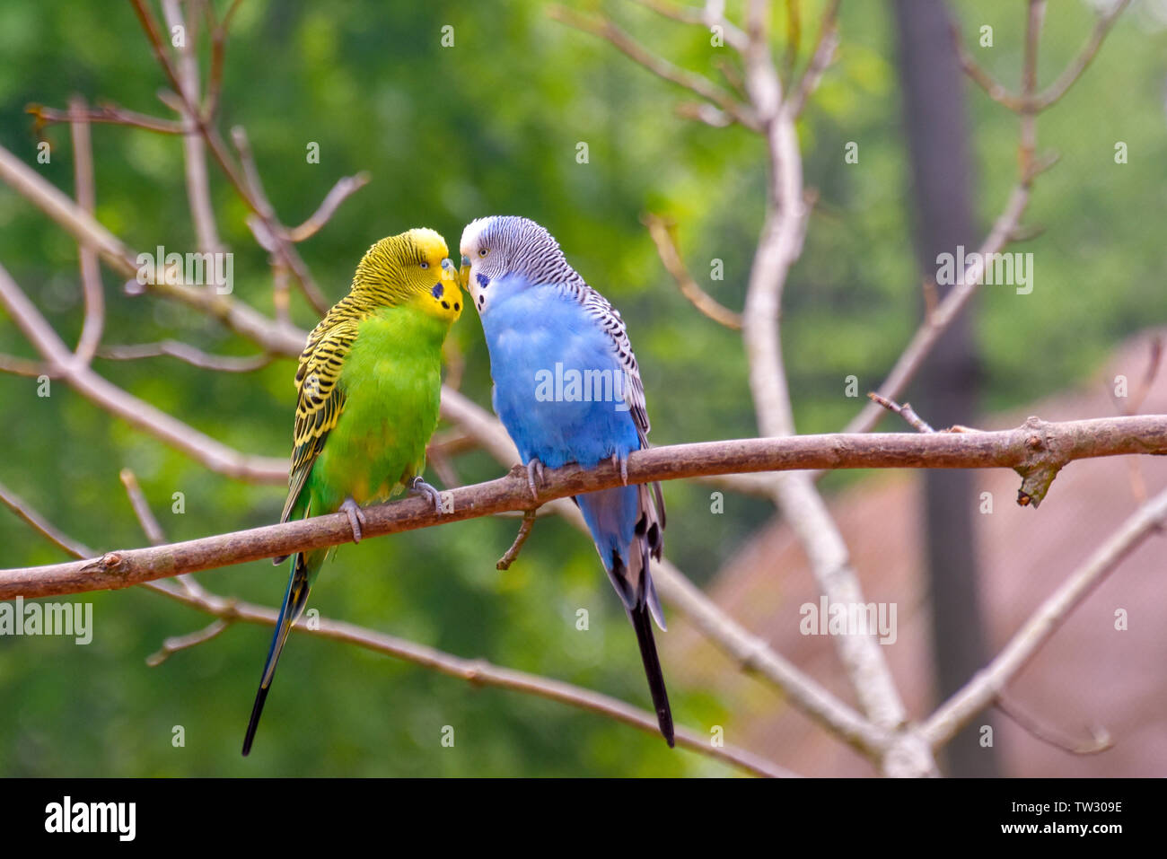 Wunderschöne Wellensittiche in verschiedene Farben Stock Photo - Alamy
