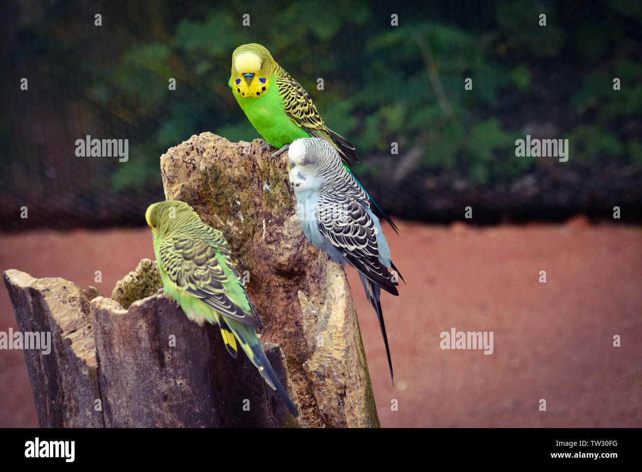 Wunderschöne Wellensittiche in verschiedene Farben Stock Photo - Alamy