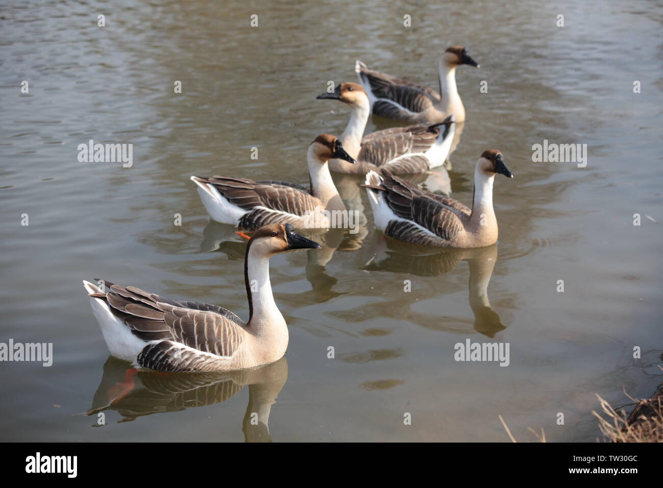 Hongyan hi-res stock photography and images - Alamy