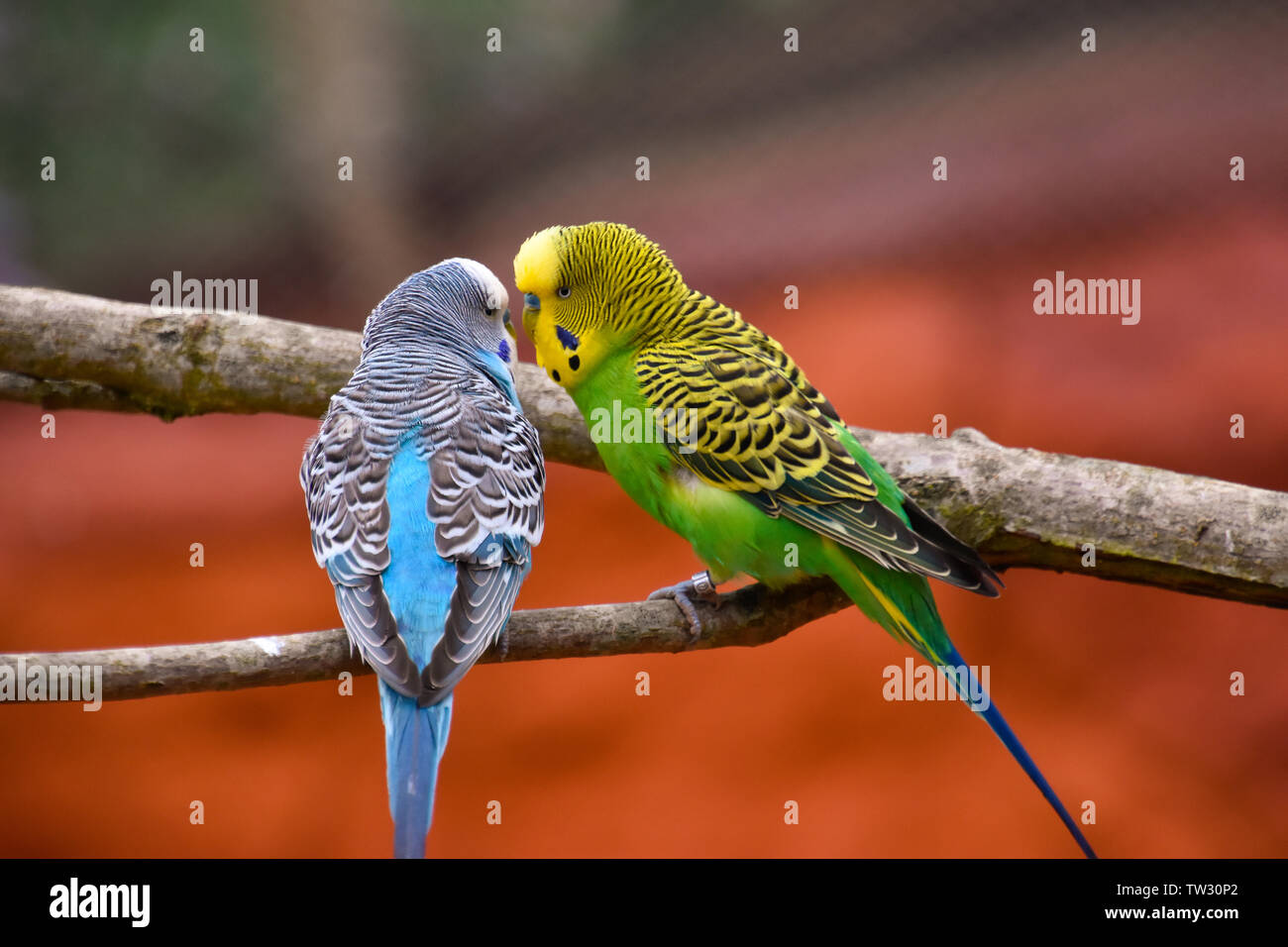 Wunderschöne Wellensittiche in verschiedene Farben Stock Photo - Alamy