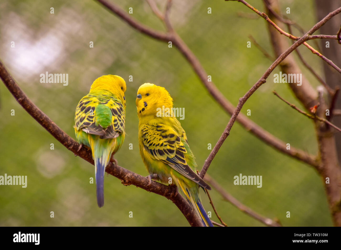 Wunderschöne Wellensittiche in verschiedene Farben Stock Photo - Alamy