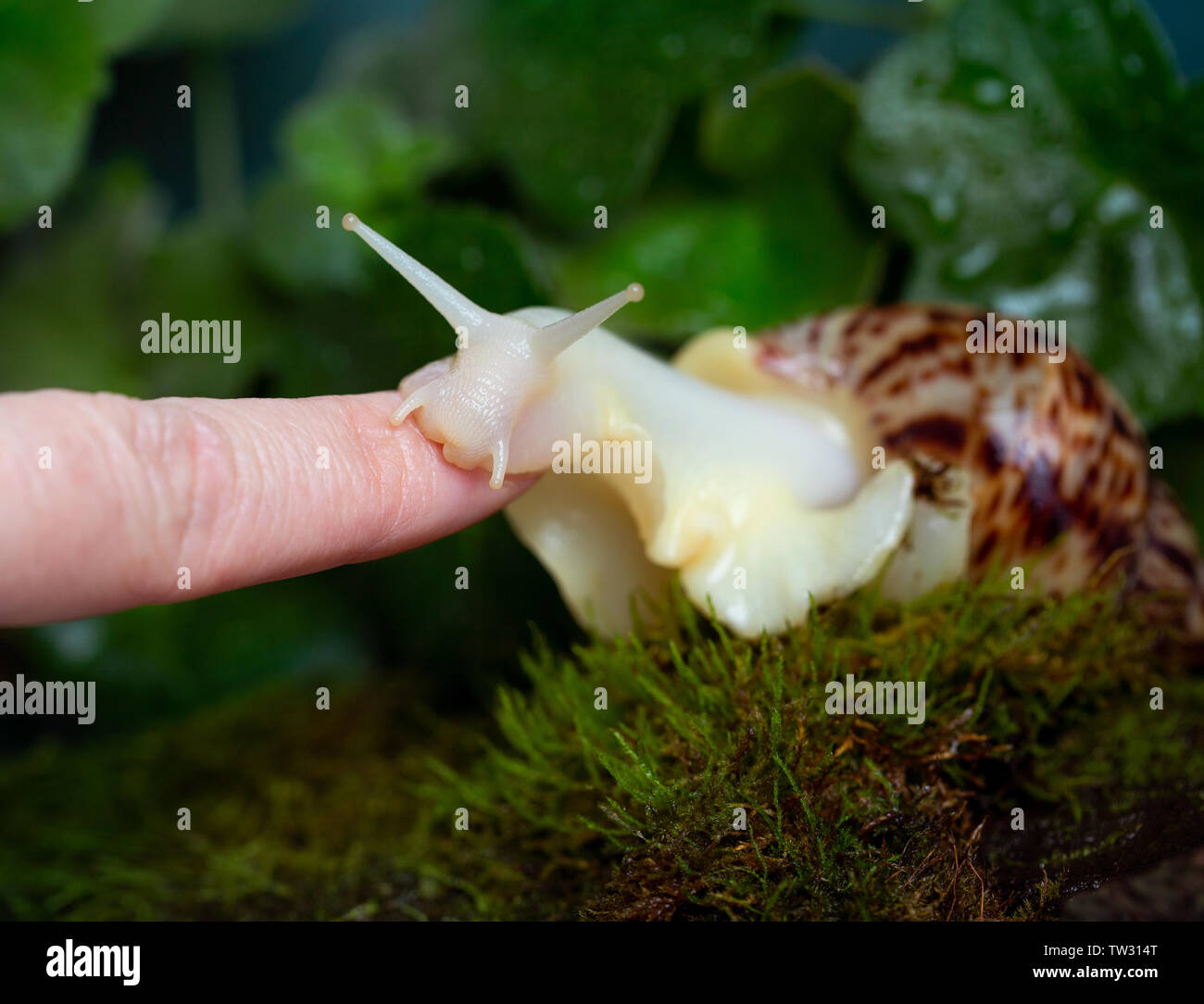 Snail crawls on hand. Communication with animals Stock Photo - Alamy